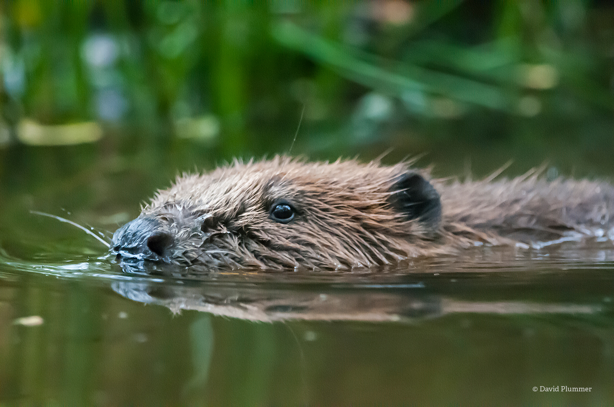 Rewilding | Sussex Wildlife Trust