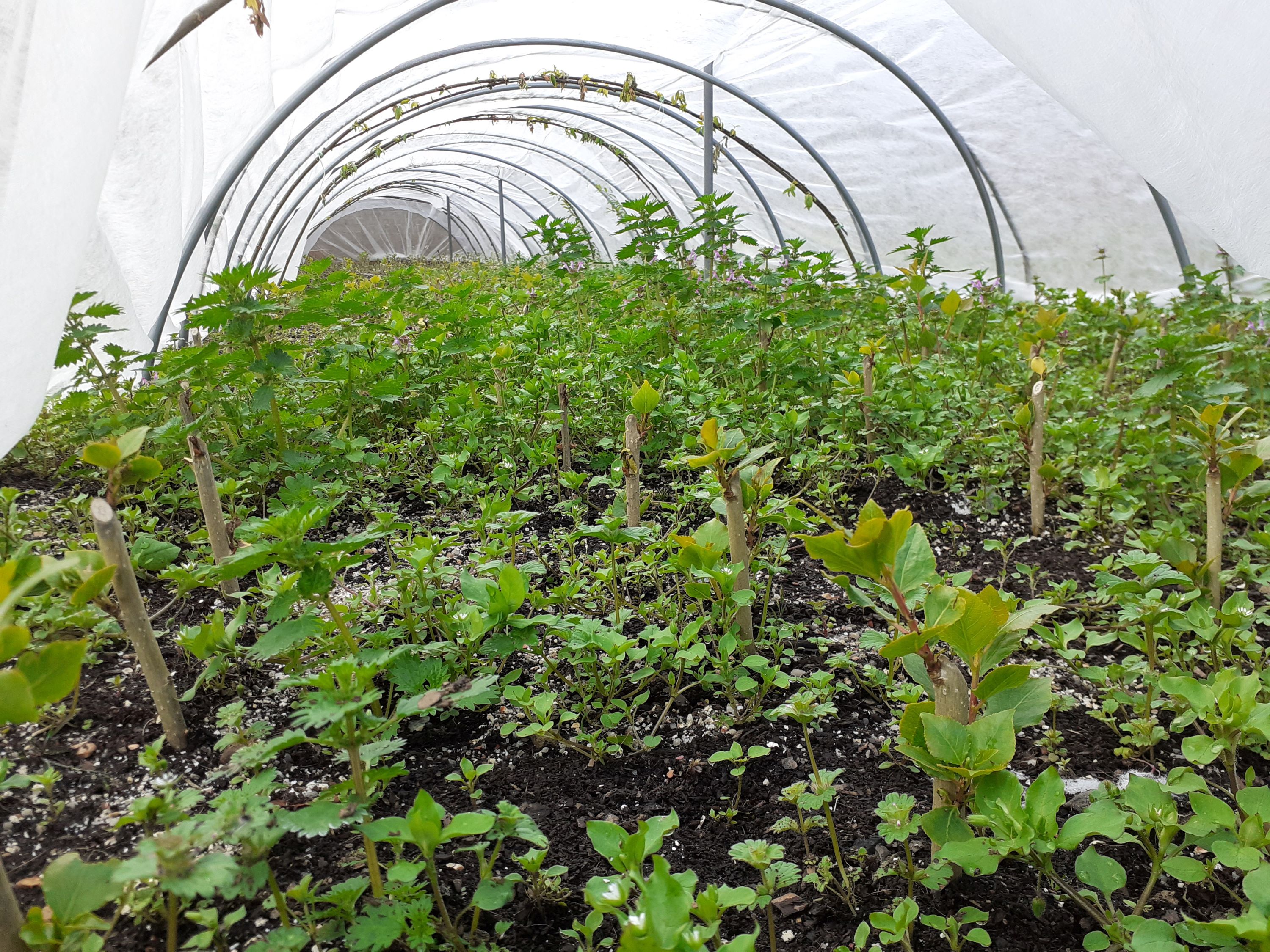Rare Trees Find a Home at Hop Oast | Sussex Wildlife Trust