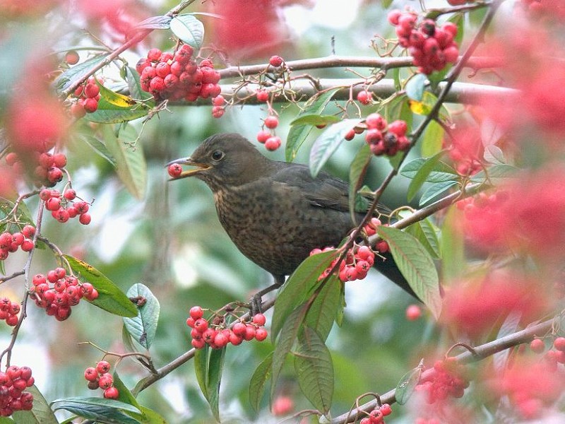 Birds in winter Q&A | Sussex Wildlife Trust