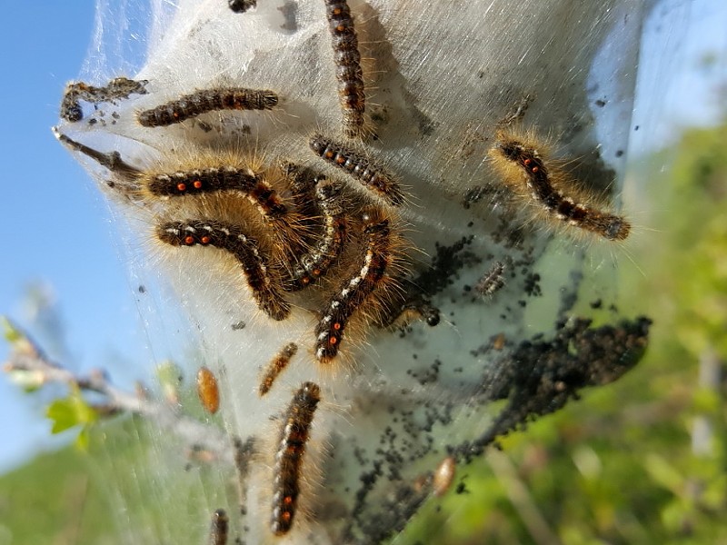 Species of the day: Brown-tail Moth | Sussex Wildlife Trust