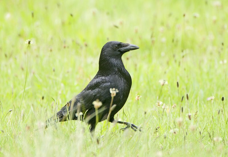Clever corvids | Sussex Wildlife Trust