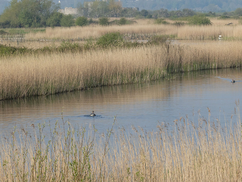 Rye Harbour Nature Reserve Wildlife Sightings – April 2023 | Sussex ...