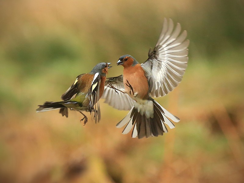 Chaffinch | Sussex Wildlife Trust