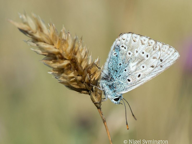 Butterfly survival strategies for winter | Sussex Wildlife Trust