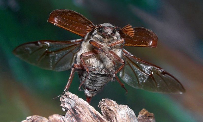 Species of the day: Cockchafer | Sussex Wildlife Trust