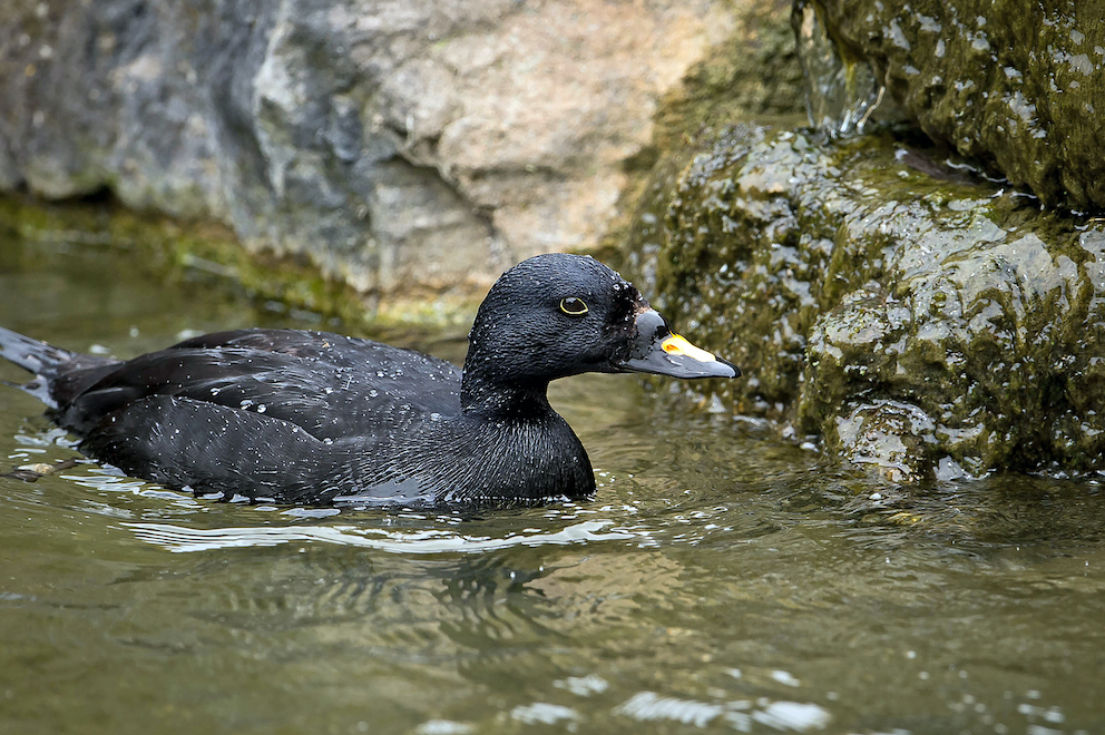 Say hello and wave goodbye | Sussex Wildlife Trust