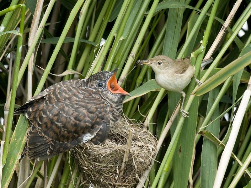 How the cunning cuckoo gets away with it | Sussex Wildlife Trust