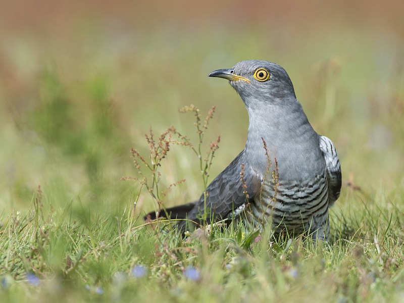 Corona Wildlife Diary: Day Fifty-three | Sussex Wildlife Trust