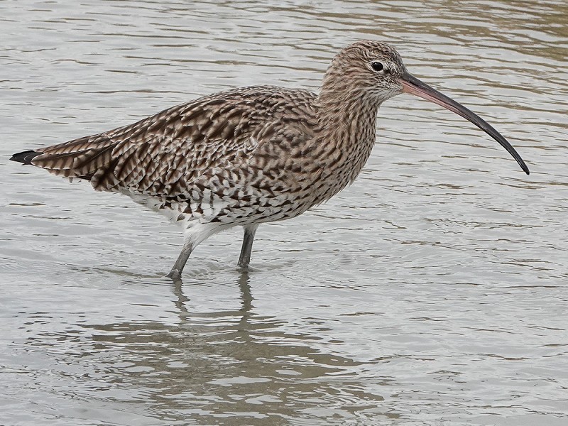 Curlew at Rye Harbour | Sussex Wildlife Trust
