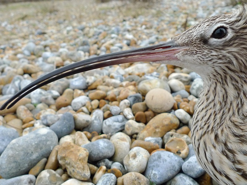 Beaks in Action | Sussex Wildlife Trust