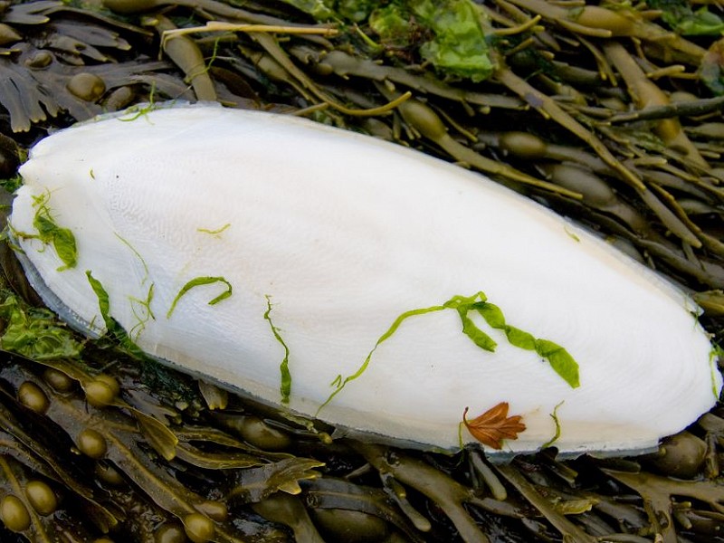 What can be found on the strandline #1 Cuttlebones | Sussex Wildlife Trust