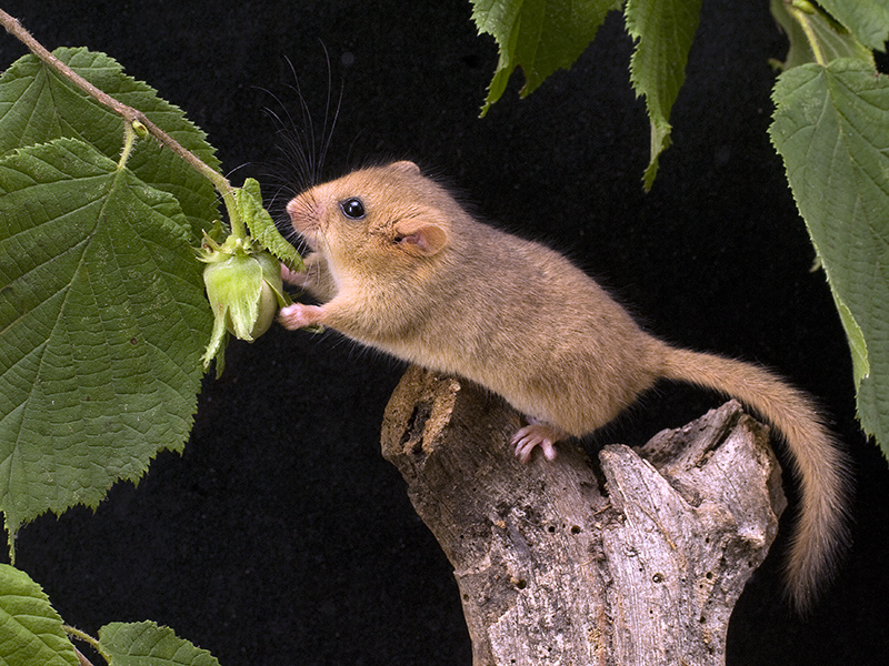 Nuts for Dormice | Sussex Wildlife Trust