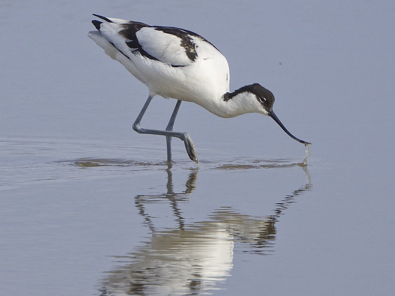 Avocets return | Sussex Wildlife Trust