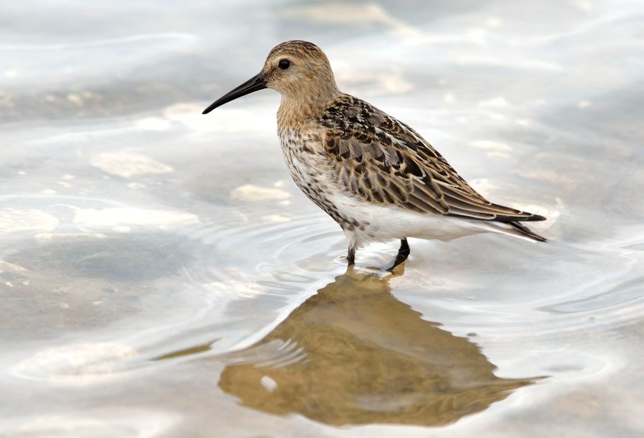 Say hello and wave goodbye | Sussex Wildlife Trust