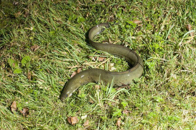 Slippery as an Eel | Sussex Wildlife Trust