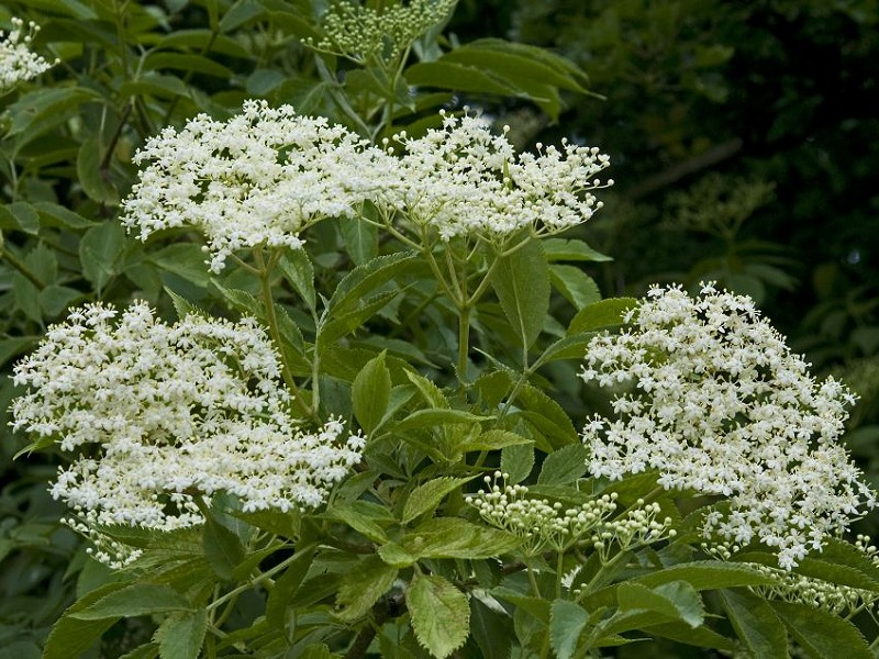 Species of the day: Elder | Sussex Wildlife Trust