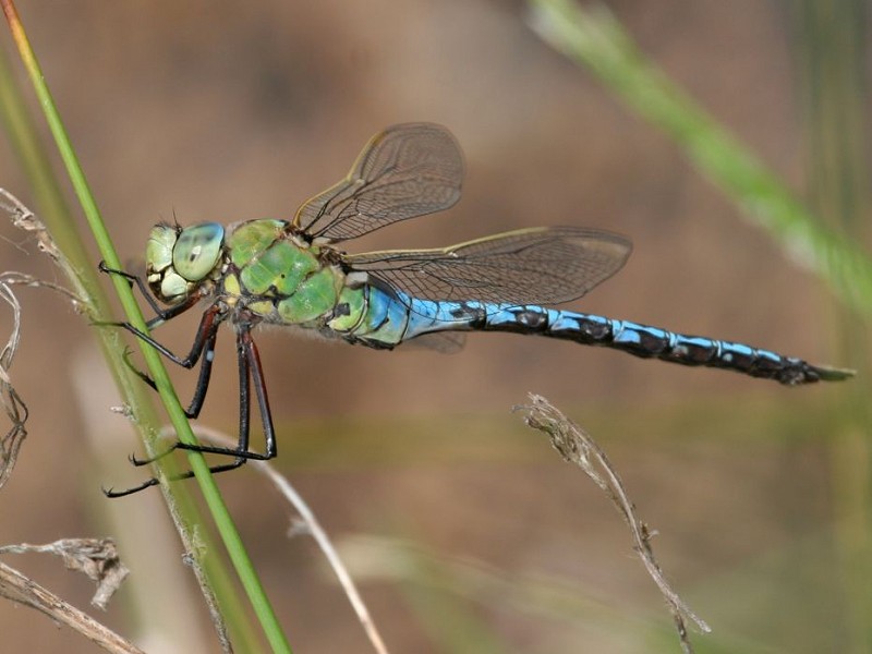 Species of the day: Emperor Dragonfly | Sussex Wildlife Trust