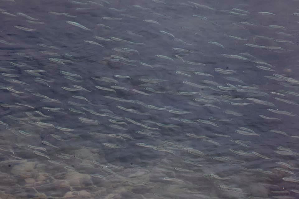 Rye Harbour's Piscivores | Rye Harbour Nature Reserve