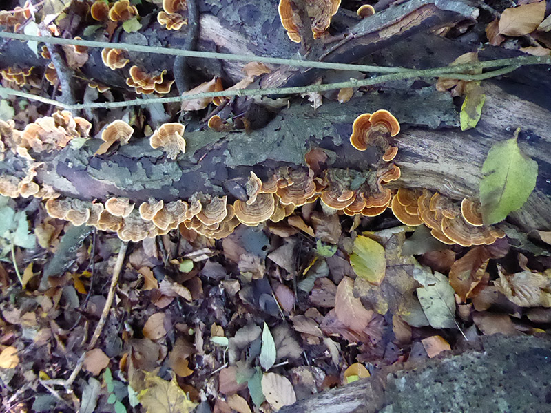 On the hunt for fungi in Friston Forest | Sussex Wildlife Trust