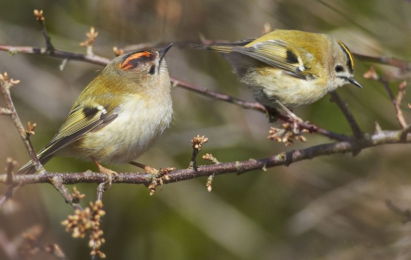 Species of the day: Goldcrest | Sussex Wildlife Trust