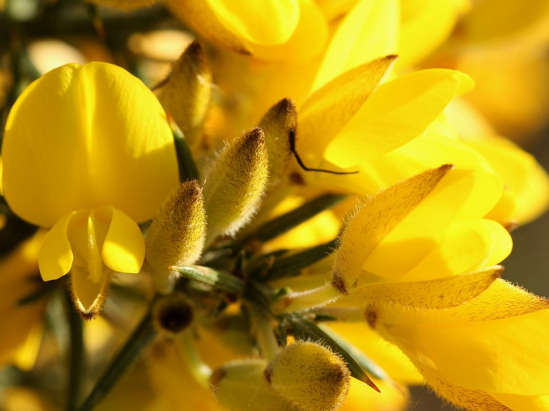 Species of the day: Gorse | Sussex Wildlife Trust