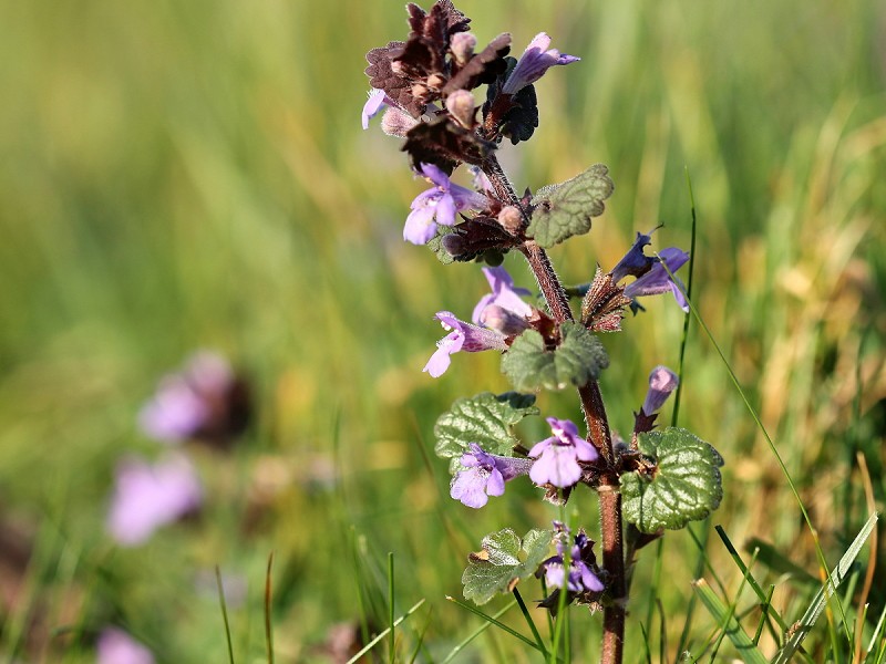 Species of the day: Ground-Ivy | Sussex Wildlife Trust