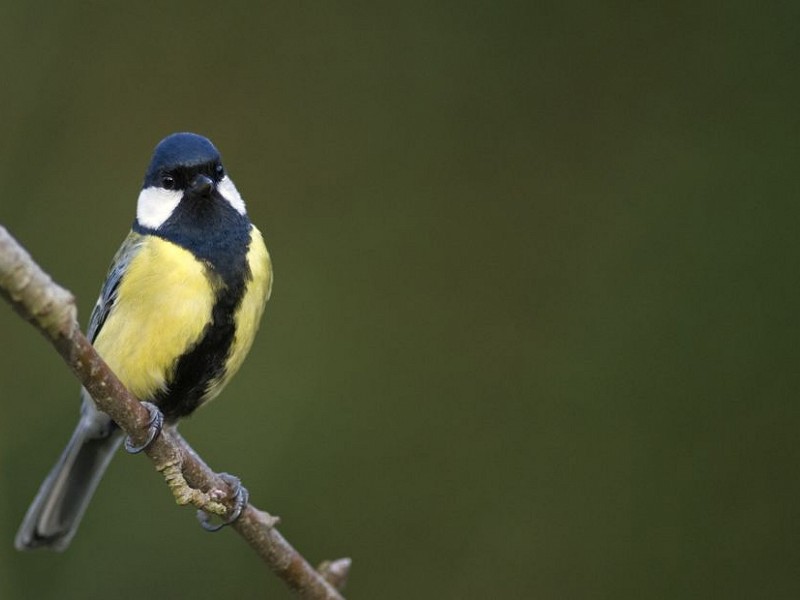 Corona Wildlife Diary: Day Seventy-six | Sussex Wildlife Trust