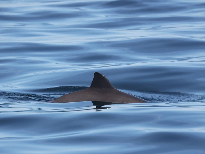 Dolphin Head designation announced | Rye Harbour Nature Reserve