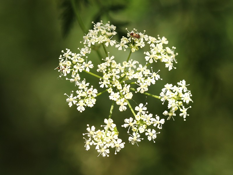 Species of the day: Hemlock | Sussex Wildlife Trust