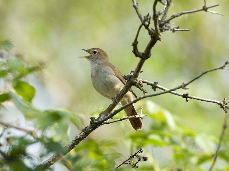 Nightingale | Sussex Wildlife Trust