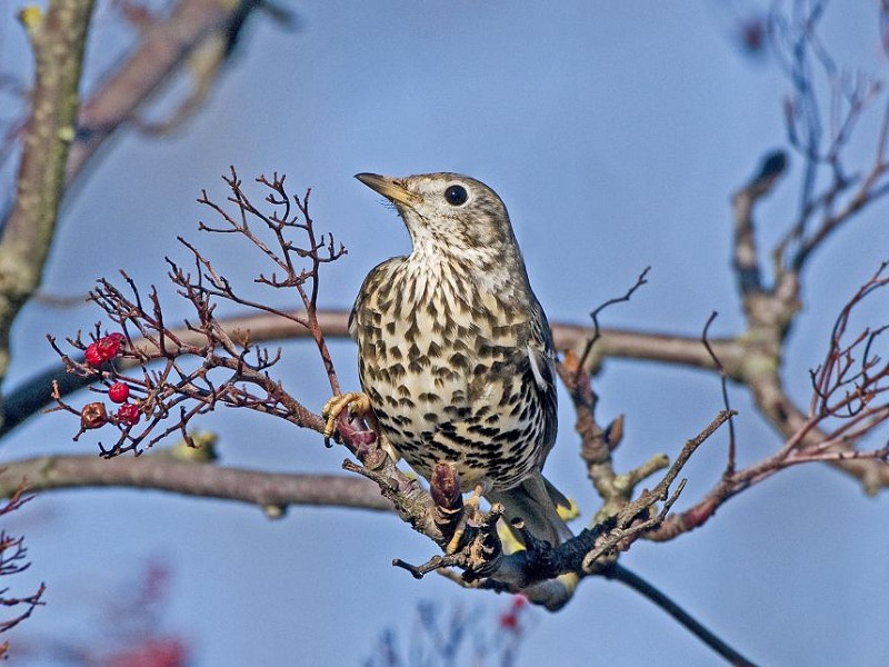 Mistle thrush | Sussex Wildlife Trust