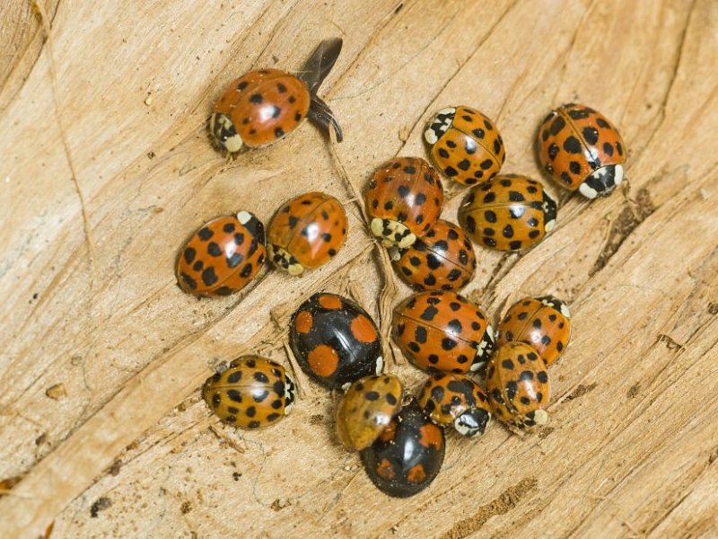 A loveliness of ladybirds | Sussex Wildlife Trust