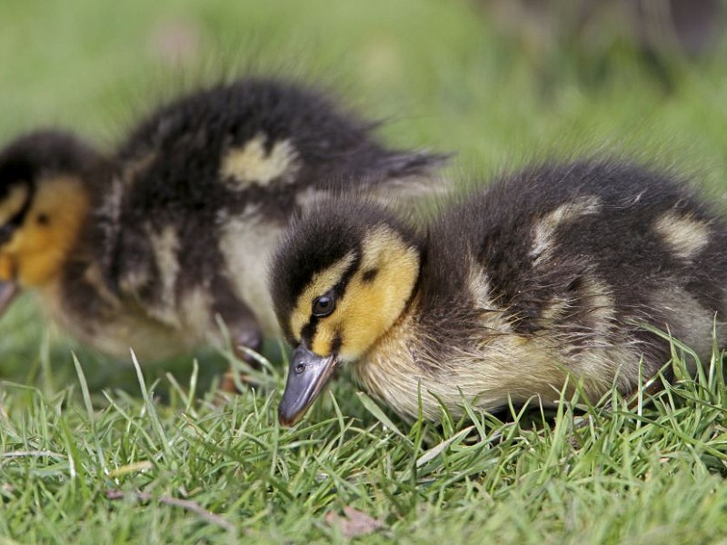 Ducklings | Sussex Wildlife Trust