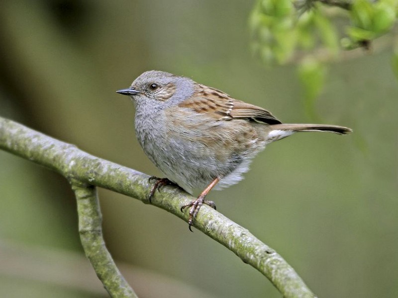 Corona Wildlife Diary: Day Thirty-four | Sussex Wildlife Trust