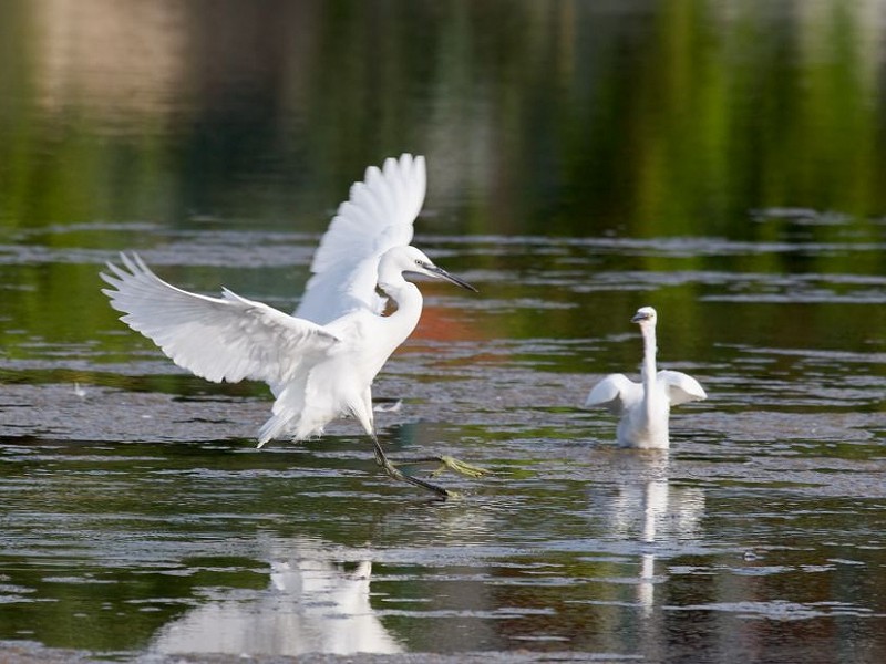 The life aquatic - How wetlands can help reverse climate change ...