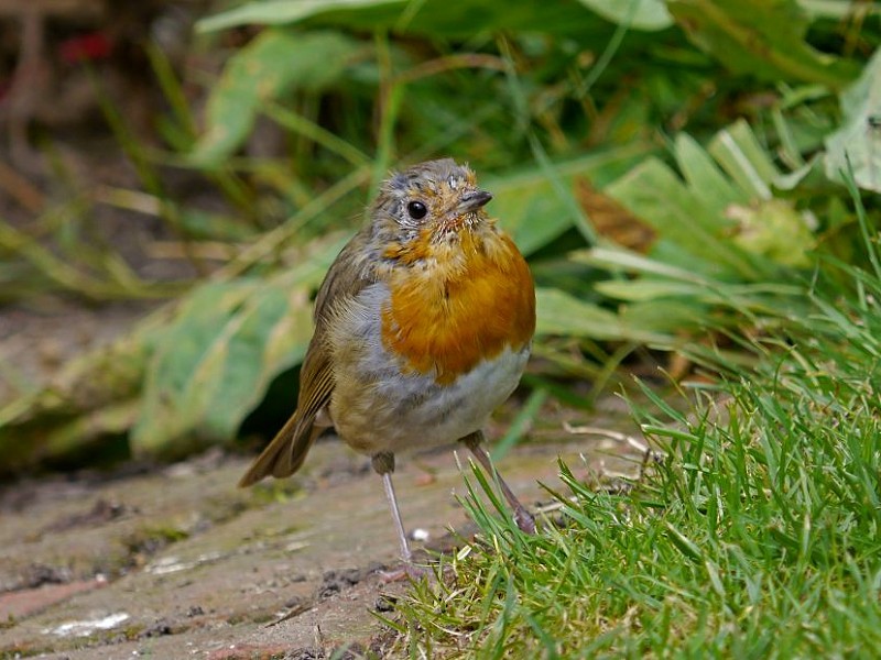 Where have all the garden birds gone? | Sussex Wildlife Trust