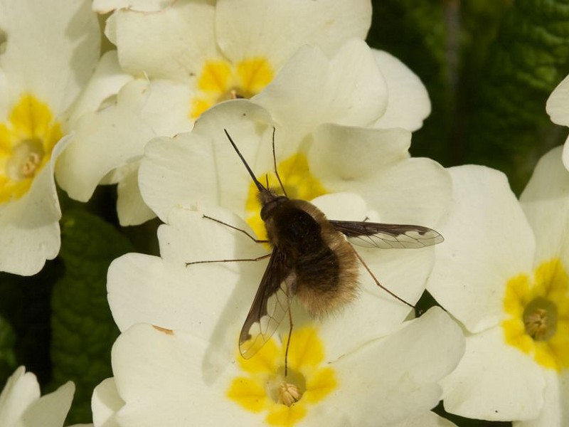 Bee-fly | Sussex Wildlife Trust