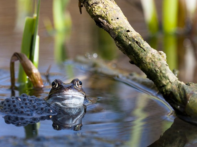 Froggy Friday | Sussex Wildlife Trust