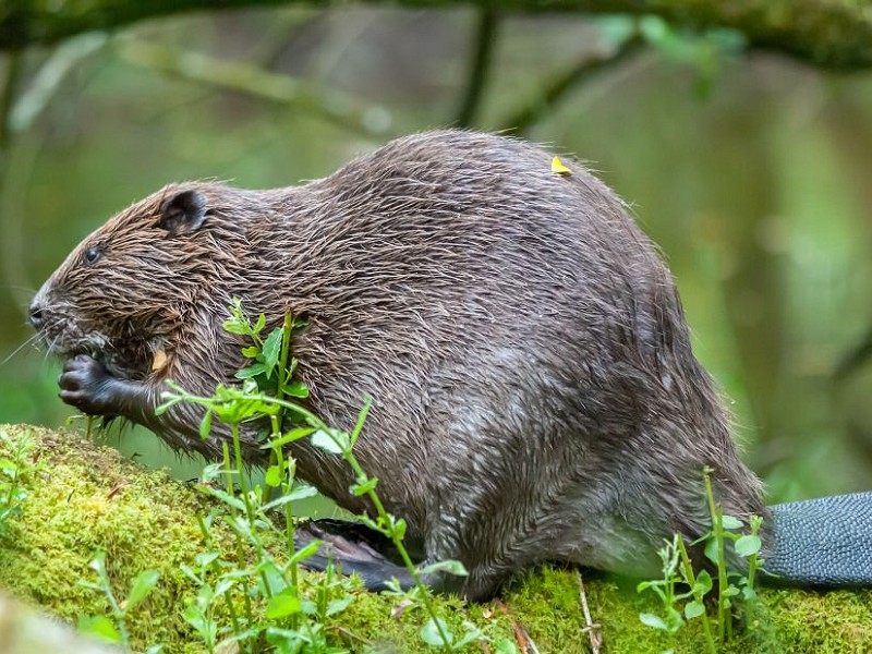 Nature's Engineers | Sussex Wildlife Trust