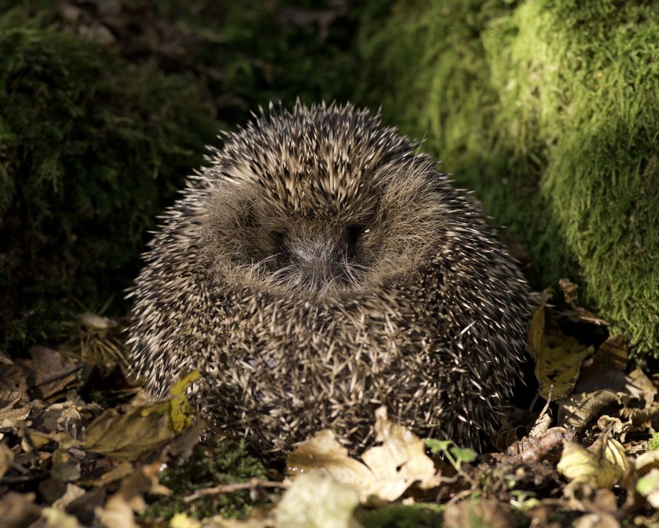 Top 5 ways to help hedgehogs this autumn | Rye Harbour Nature Reserve