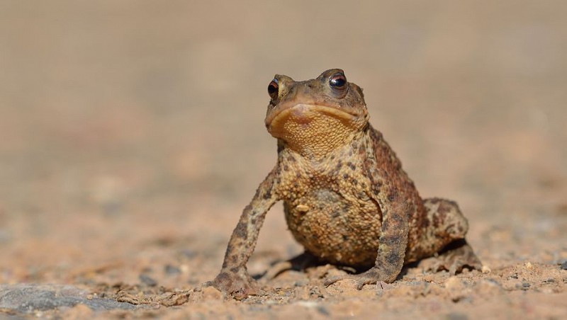 Why did the toad cross the road? | Sussex Wildlife Trust