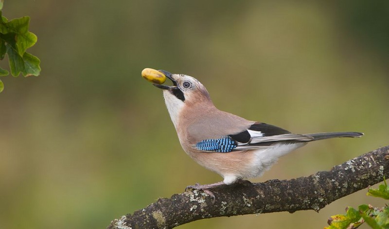 Corona Wildlife Diary: Day Eleven | Sussex Wildlife Trust