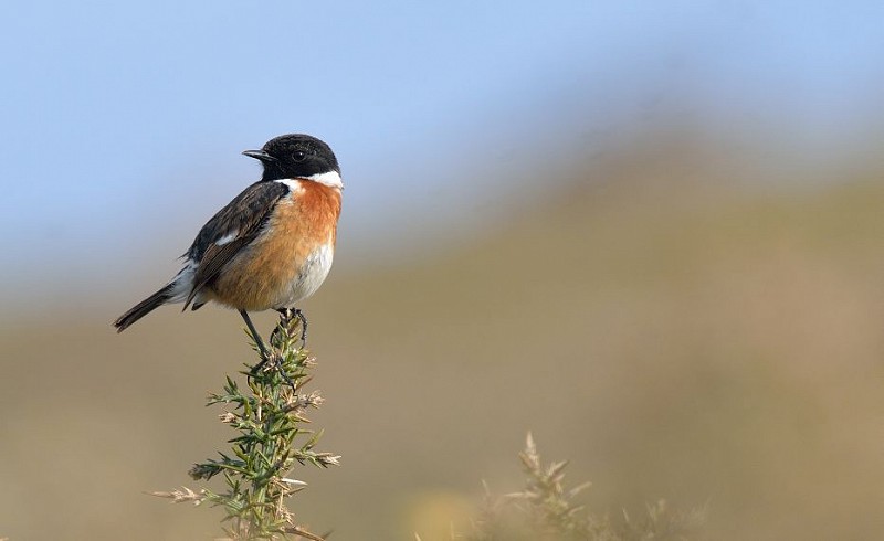 Stonechat | Sussex Wildlife Trust