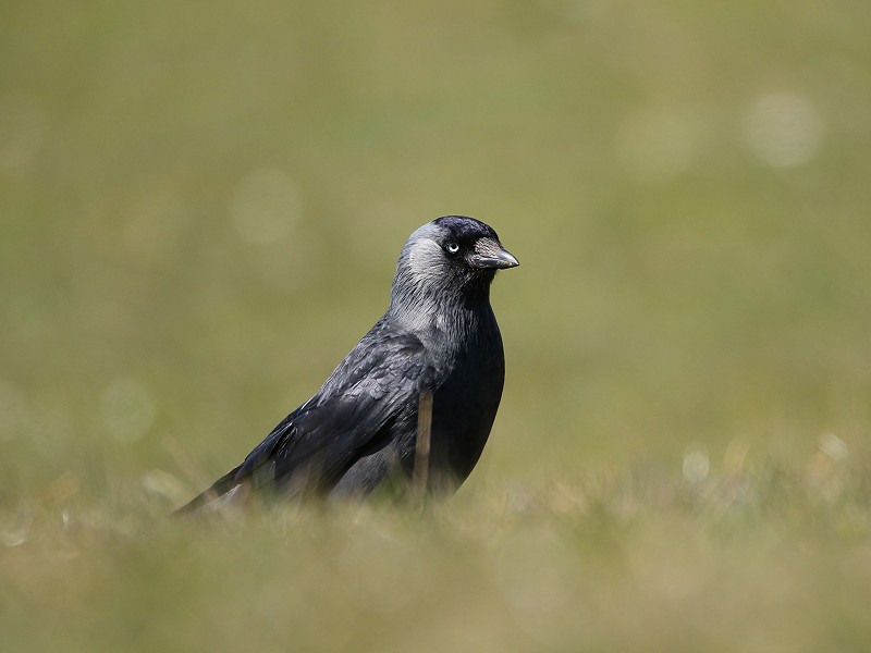 Species of the day: Jackdaw | Sussex Wildlife Trust