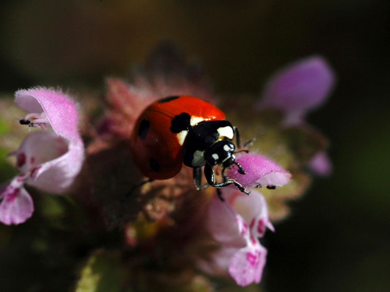 How to spot a Ladybird | Rye Harbour Nature Reserve