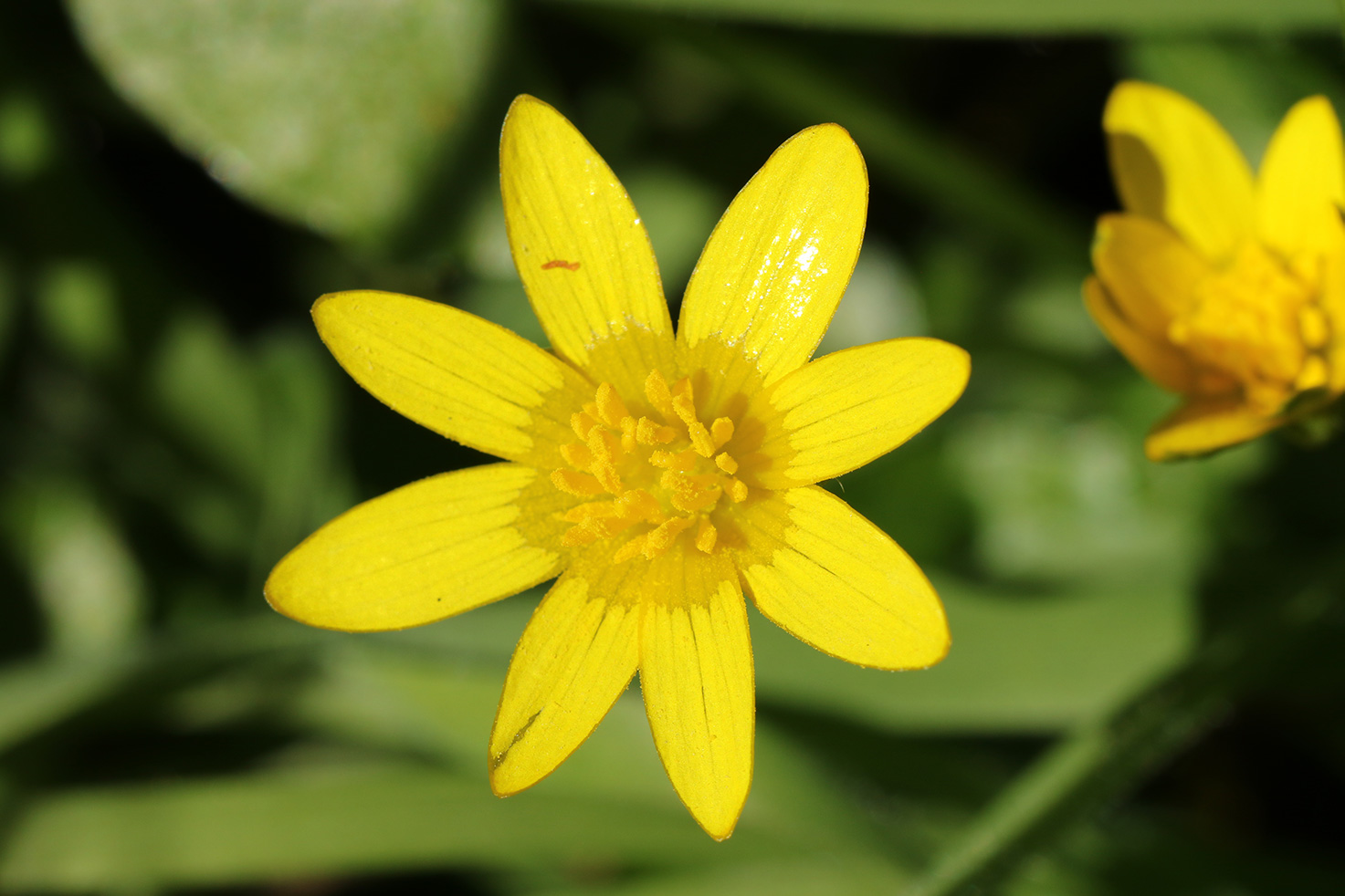 Species of the day: Lesser Celandine | Rye Harbour Nature Reserve