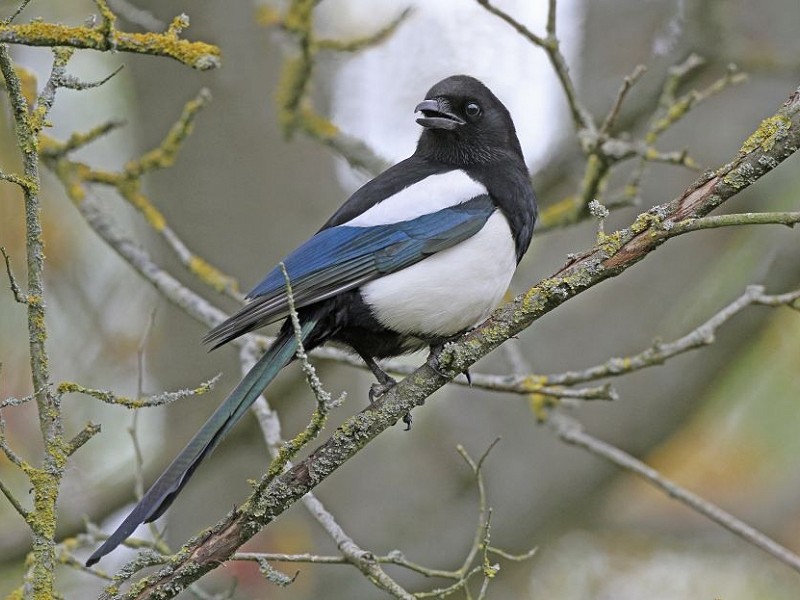 Magpie | Sussex Wildlife Trust