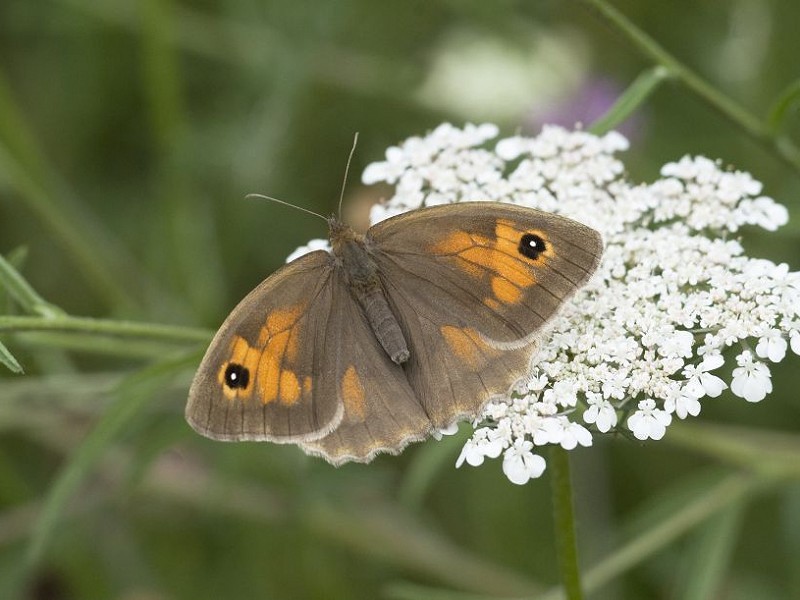 Species of the day: Meadow Brown | Sussex Wildlife Trust