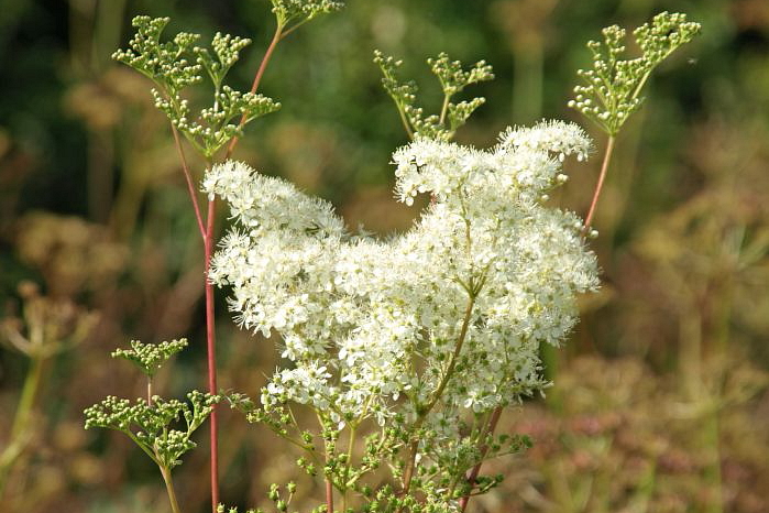 Species of the day: Meadowsweet | Sussex Wildlife Trust
