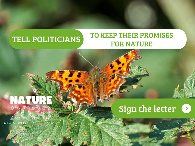 Nature Needs Action | Sussex Wildlife Trust